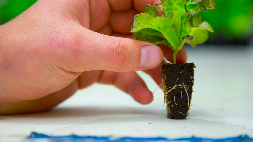 How to Achieve Your Best-Ever Hydroponic Germination Rates - Upstart ...