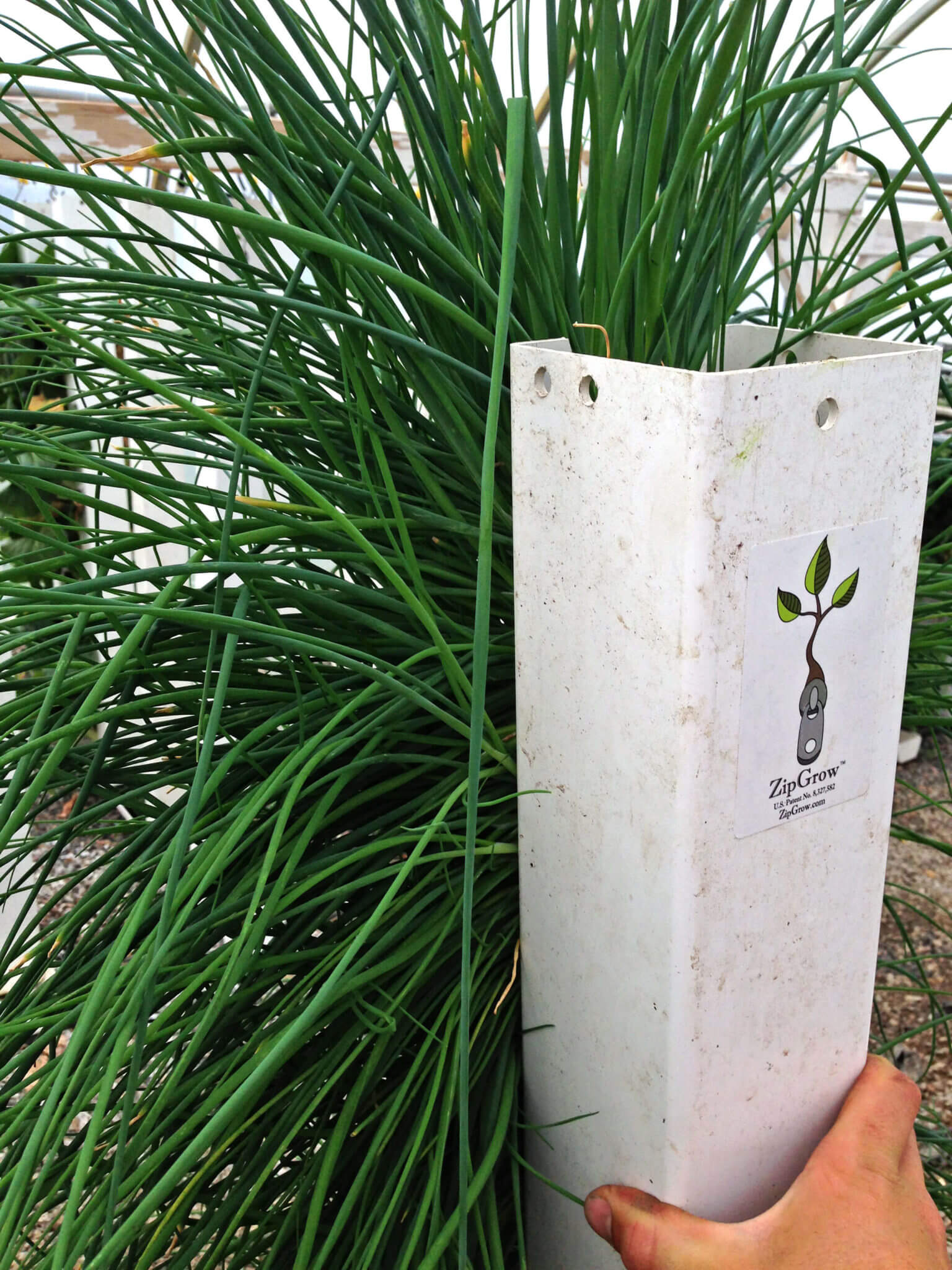 So You Want to Grow Hydroponic Chives? Read this first! - Upstart ...