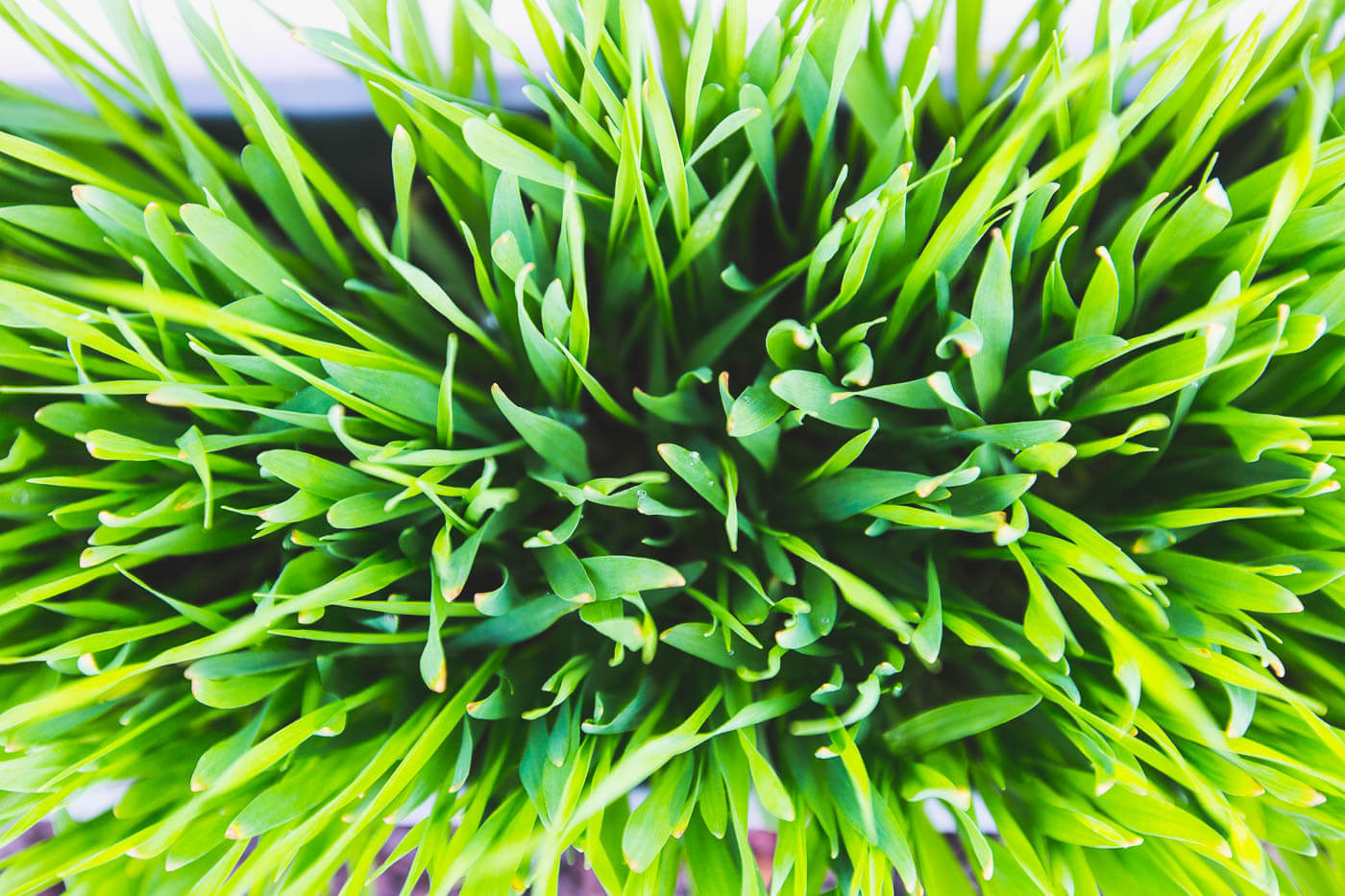 6 Things You Need to Know About Potassium in Aquaponics - Upstart ...