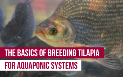The Basics of Breeding Tilapia for Aquaponics - Upstart University