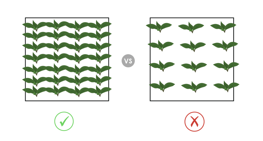 The Best Crops for Raft Systems (DWC) - Upstart University