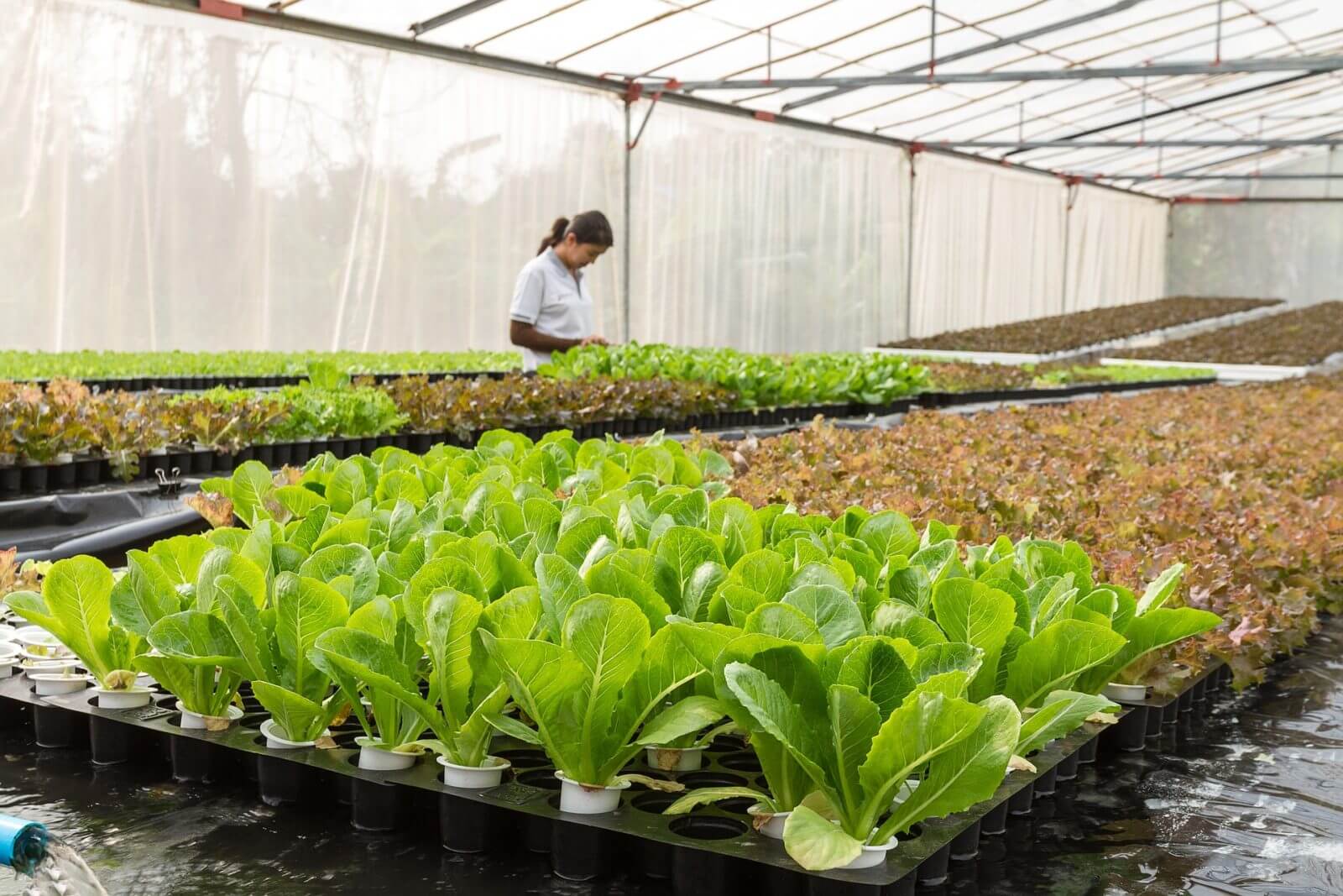 The Best Crops for Raft Systems (DWC) - Upstart University